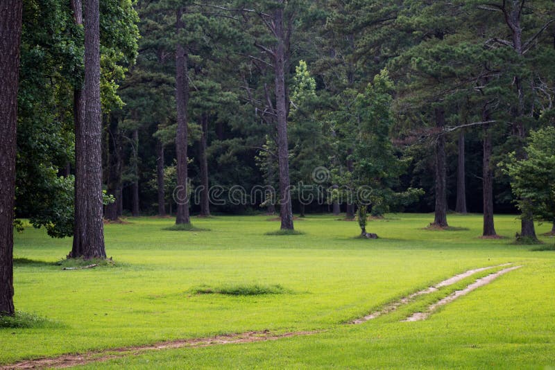 Forest Scene stock photo. Image of thick, woods, emerald - 98300356