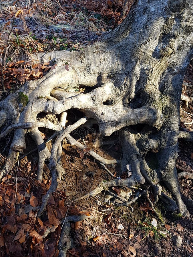Root tree close up. stock photo. Image of falln, brown - 107482406