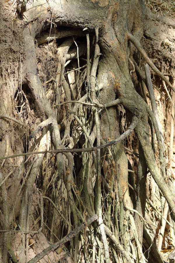 Tree with twisted roots. stock image. Image of growing - 107061165