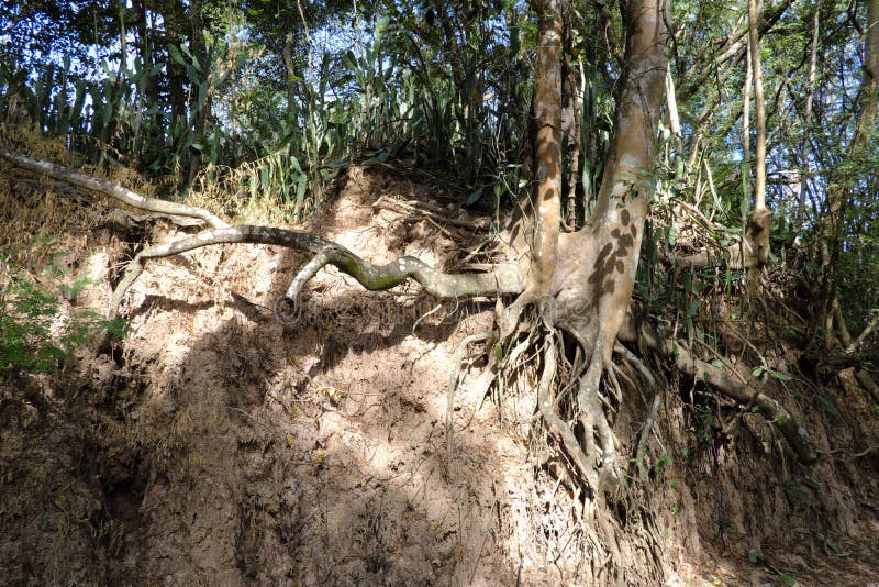 Tree with twisted roots. stock image. Image of forest - 107061461