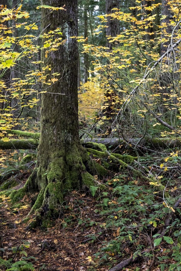 Forest Scene with Fall Foliage Stock Image - Image of yellow, fall ...