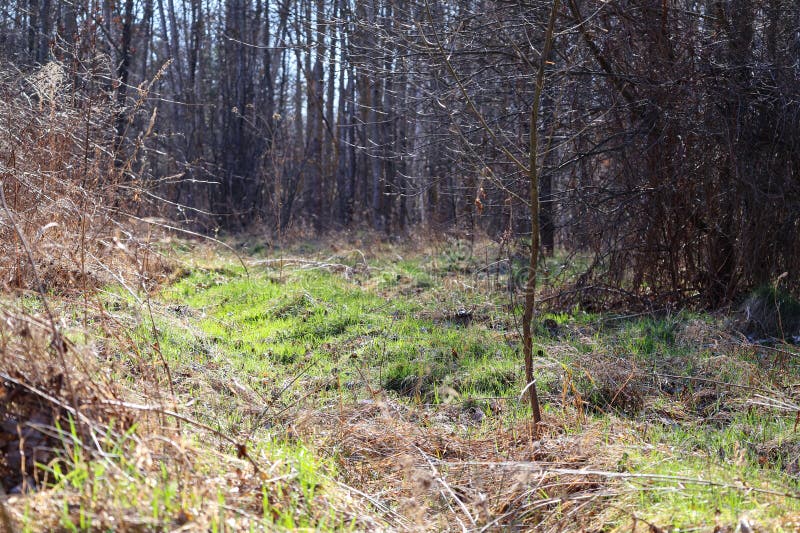 The Impassable Thickets are Starting To Turn Green. Winter Has Been ...