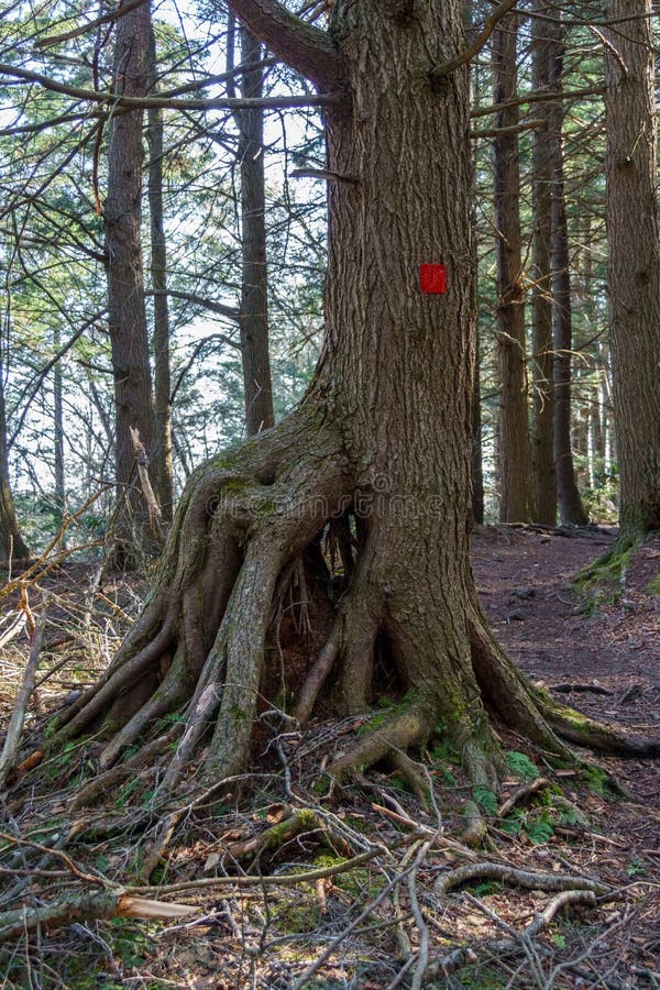 Forest Scene with Foreground Tree with Extra Long Roots, Red Trail ...