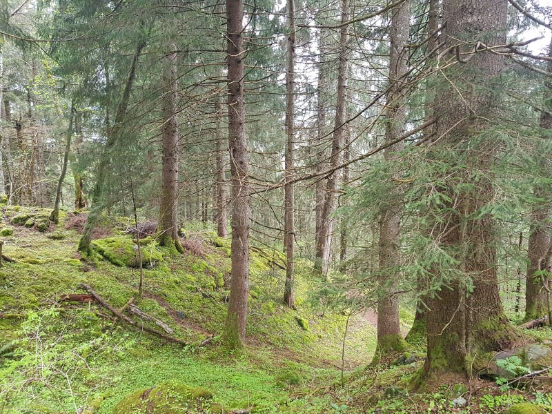 Forest Scene Full of Tall Thin Trees with the Ground Covered with Green ...