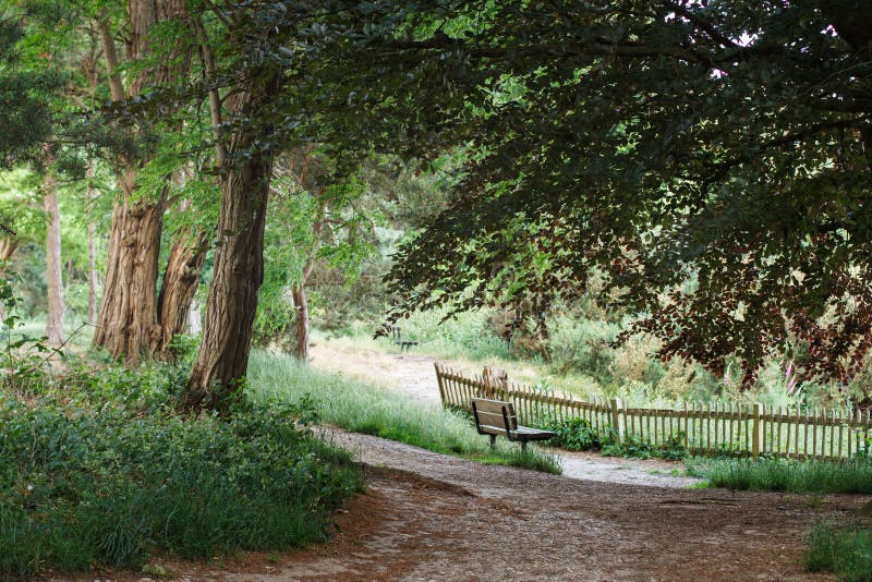 Forest Scene with Hornbeamleaf Tree Foreground, Wooden Bench and Fence ...