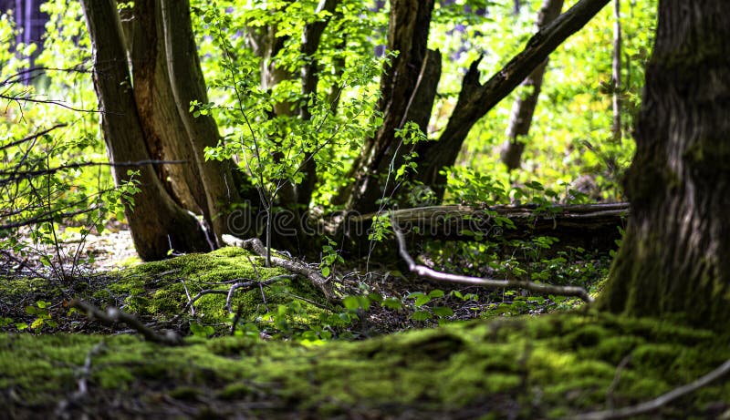 An Image of a Forest Scene with Mossy Leaves and Trees Stock Photo ...