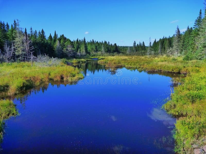 Forest Scene in Northern New Brunswick Stock Photo - Image of brunswick ...