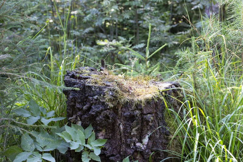 Forest Scene, an Old Stump in a Summer Green Forest Stock Image - Image ...