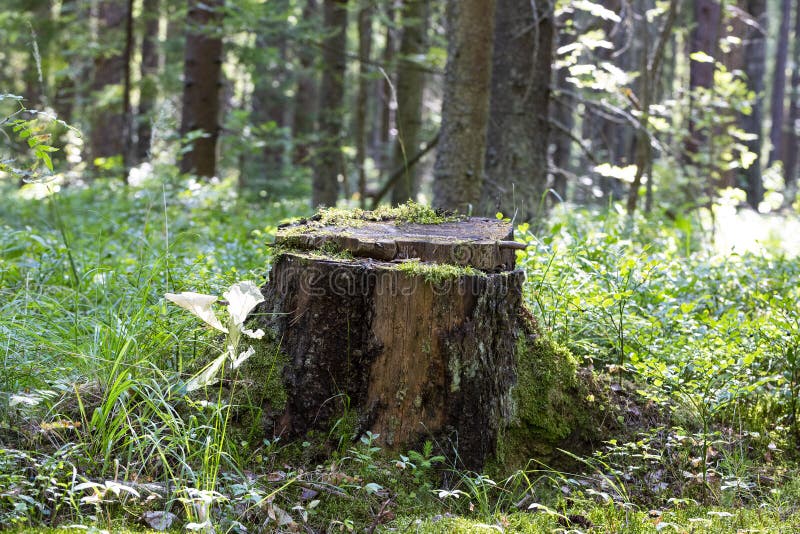 Forest Scene, an Old Stump in a Summer Green Forest Stock Image - Image ...