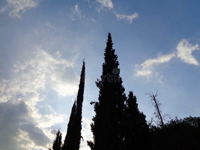 Forest scene - pine tree stock photo. Image of summer - 129477342