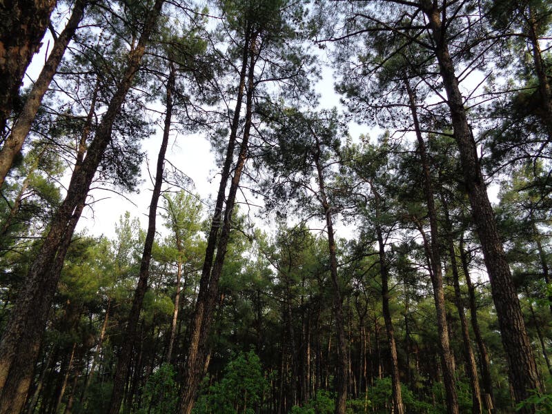 Forest scene - pine tree stock photo. Image of flora - 129460730