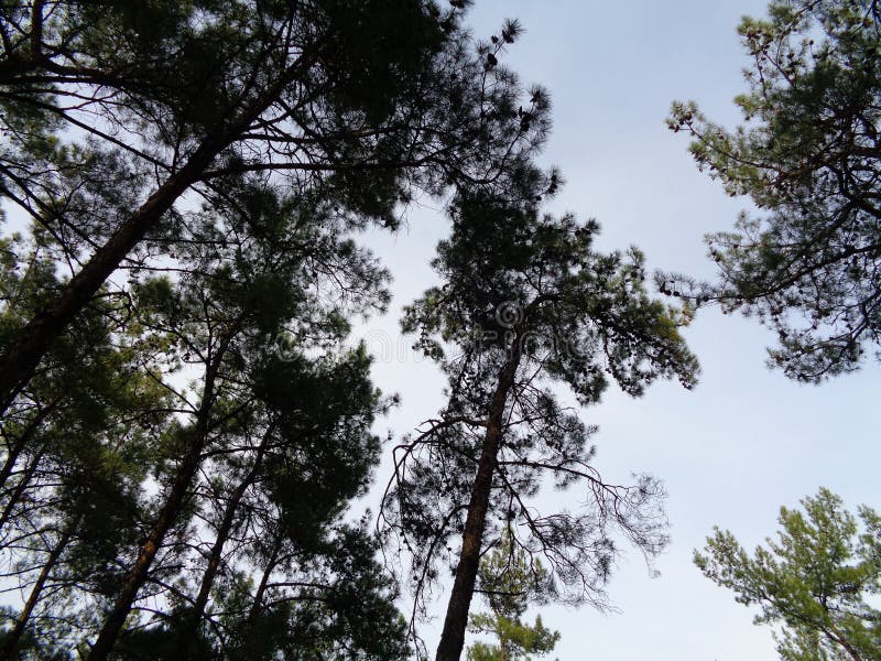 Forest scene - pine tree stock image. Image of season - 129461575