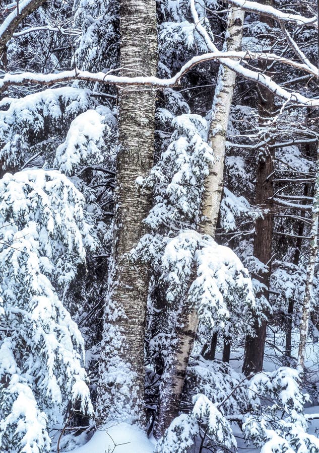Forest Scene during Snow Storm Stock Photo - Image of winter, frozen ...