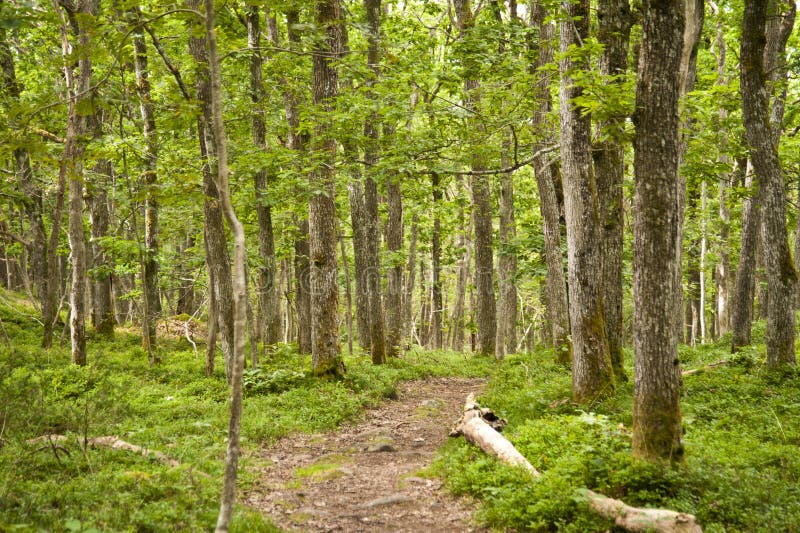 Forest stock photo. Image of hdri, forest, sweden, landscape - 39010930