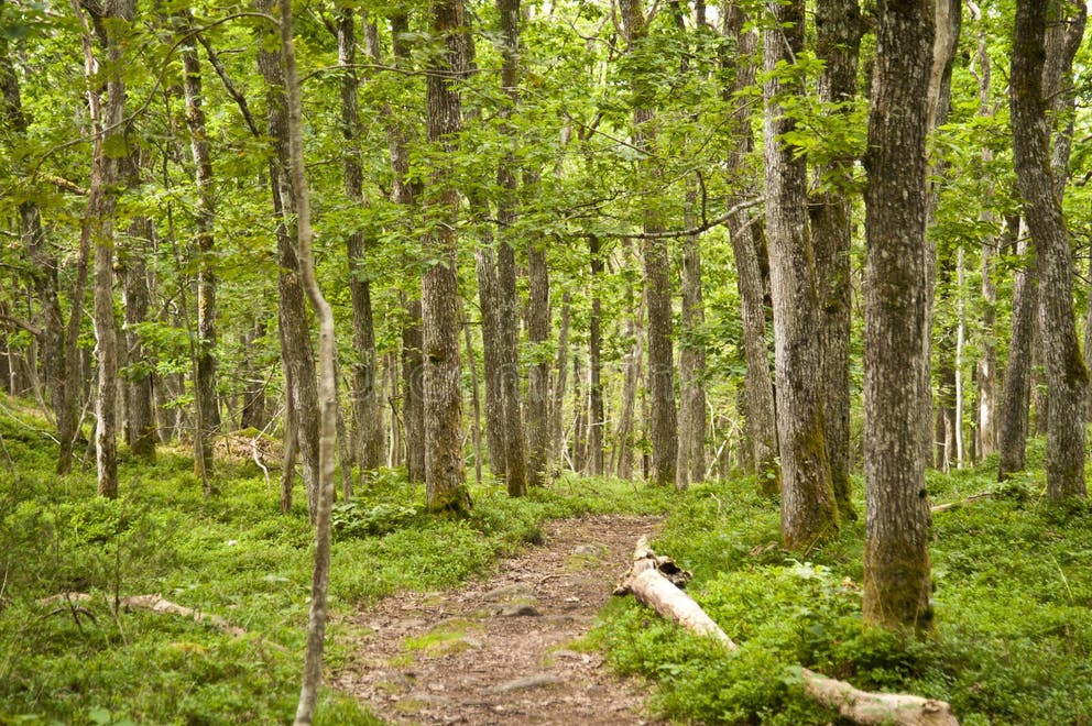 Forest stock photo. Image of hdri, forest, sweden, landscape - 39010930