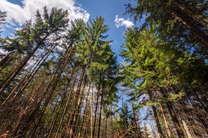 Forest Scene in the Spring 2 Stock Photo - Image of blue, scenic: 117875652