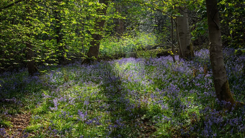 Bluebells and Wild Garlic, Blue Bell Woods, Morpeth, Northumberland ...