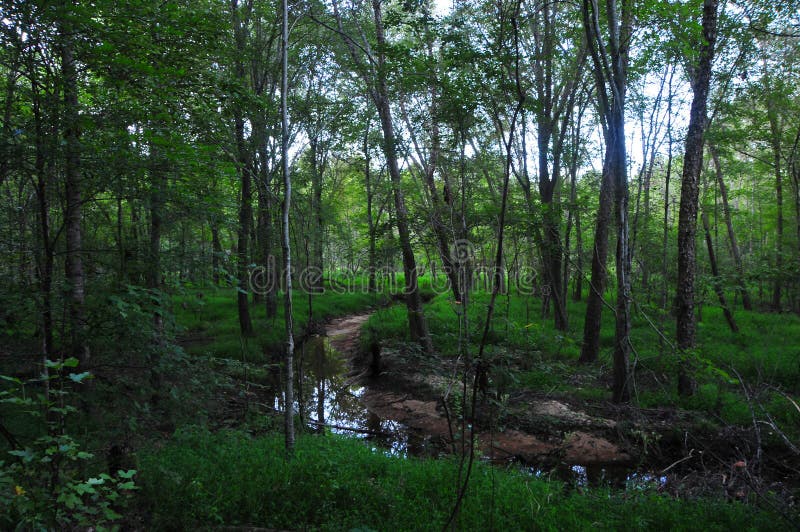 Forest Scene with stream stock image. Image of creek - 125560693