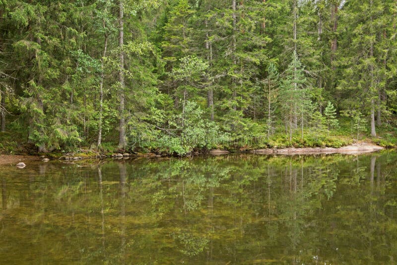 Forest Scene in the Summer with Reflections on Lake Surface. Stock ...