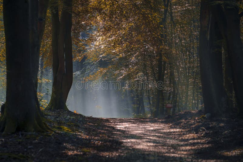 Forest Scene with Sun Rays Shining through Branches Stock Photo - Image ...