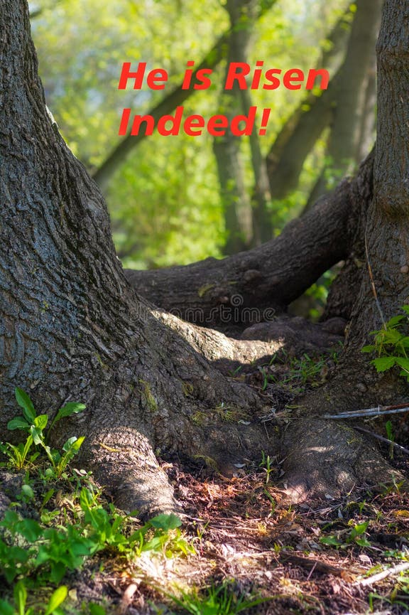 Forest Scene with Text he is Risen, Placed between Two Trees and ...
