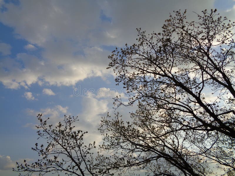 Forest Scene - Tree Branch Bacground Sky Stock Image - Image of leaf ...