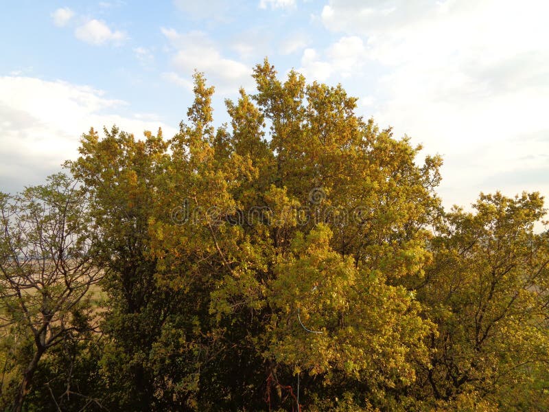 Forest Scene - Tree Branch Bacground Sky Stock Photo - Image of ...
