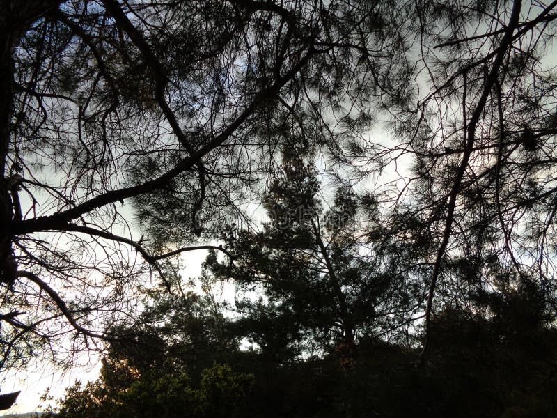 Forest Scene - Tree Branch Bacground Sky Stock Image - Image of leaf ...