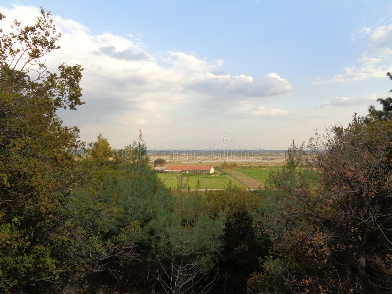 Forest scene - tree scene stock photo. Image of bright - 129479410