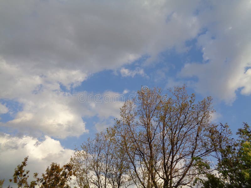 Forest scene - tree scene stock image. Image of landscape - 129480051