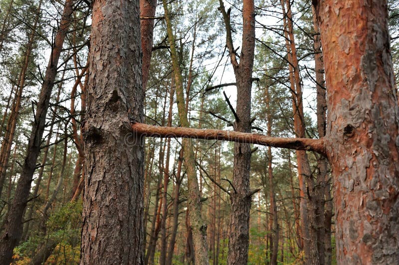 Forest Scene: Two Pines Intertwined Stock Photo - Image of pattern ...