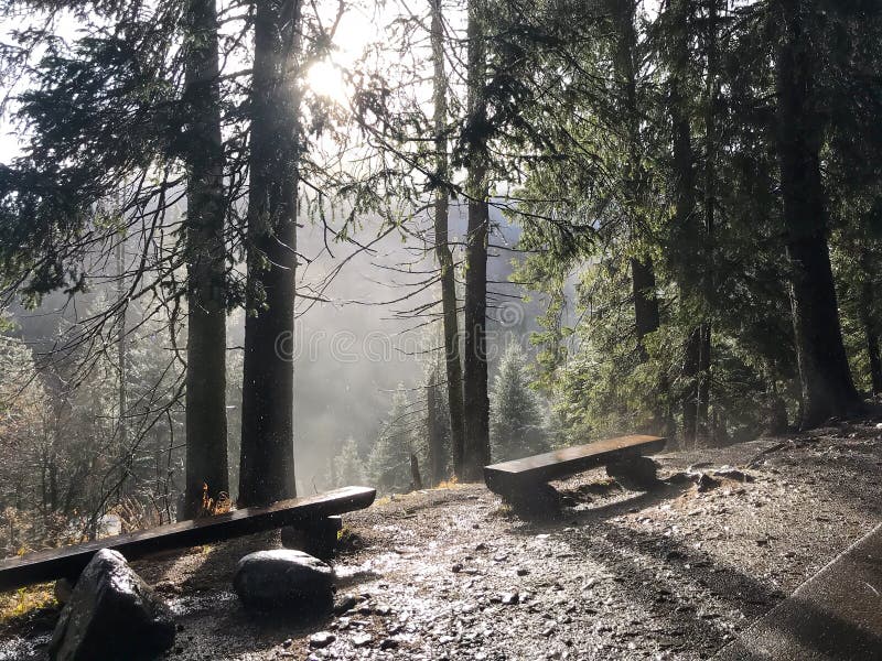 A Forest Scene with Wooden Benches and Sunlight Streaming through Tall ...