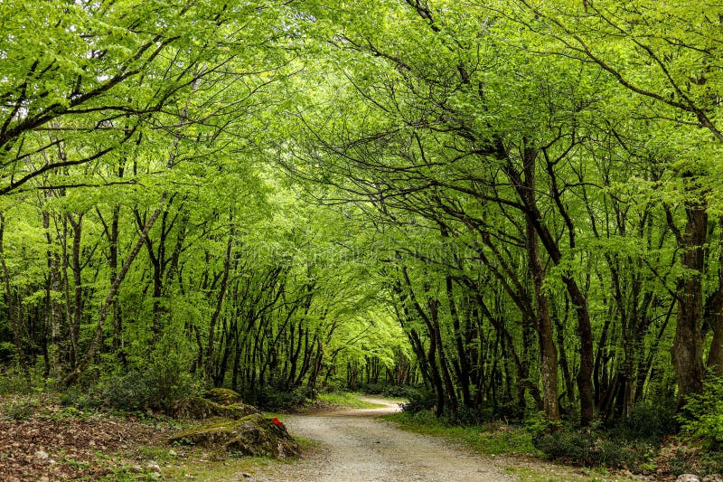 Path in the Forest Under the Woods at Midday Stock Photo - Image of ...