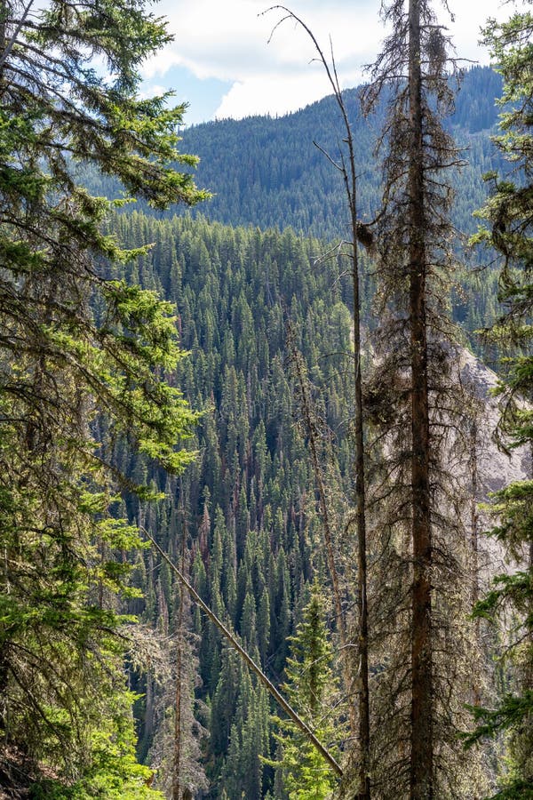 Forest Scenery Along the Ink Pots Trail in Banff National Park Canada ...