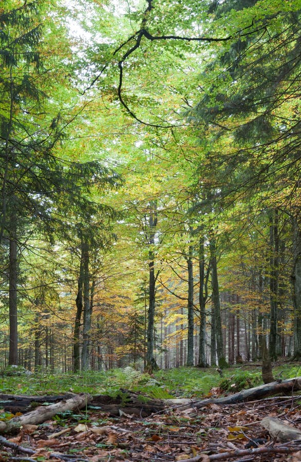 Forest scenery in Austria stock photo. Image of countryside - 103949946