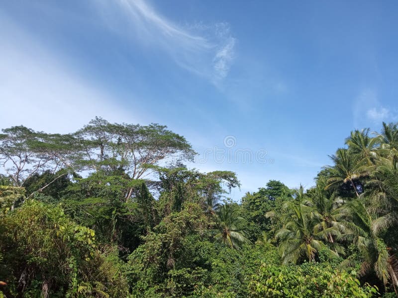 Forest Scenery and Blue Sky There are Coconut Trees Stock Photo - Image ...