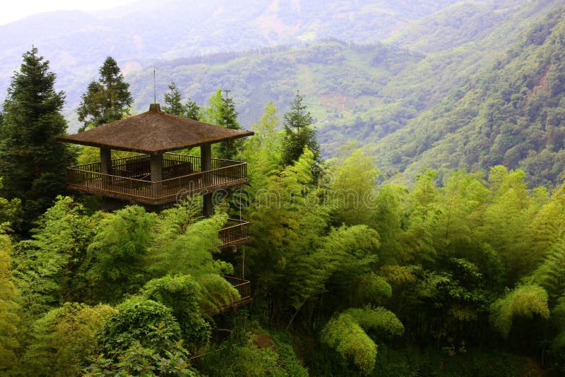 A Viewing Platform Above the Canopy in the Forest Stock Image - Image ...