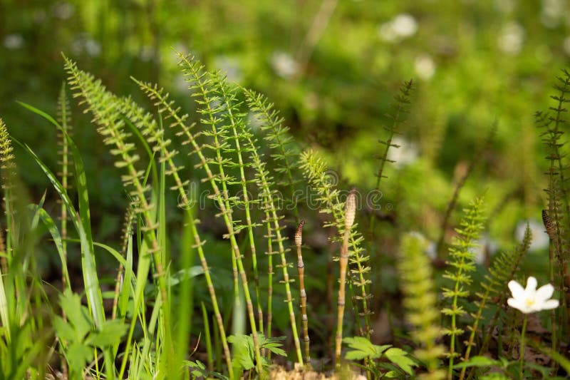 Forest Scenery with Dense Ground Cover Vegetation at Spring Time Stock ...
