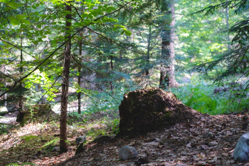 Forest scenery stock image. Image of bark, forest, mountain - 155963337