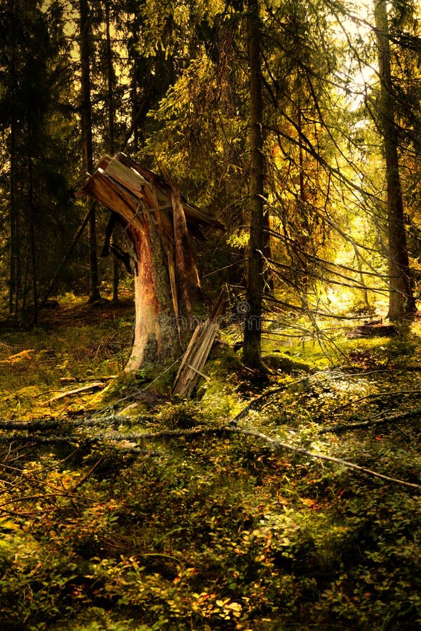 Forest Scenery with High Tree Stump and Sun Rays. Chopped Tree Trunk ...