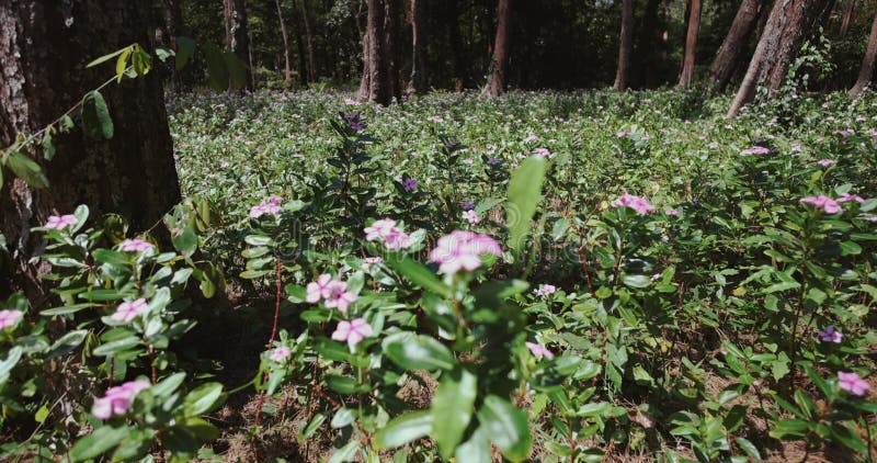Forest Scenery with Lush Greenery, Delicate Stock Footage - Video of ...
