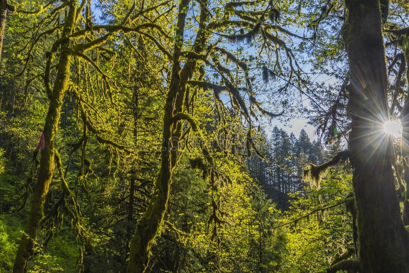 Forest Scenery in Silver Falls State Park, Oregon . Stock Photo - Image ...