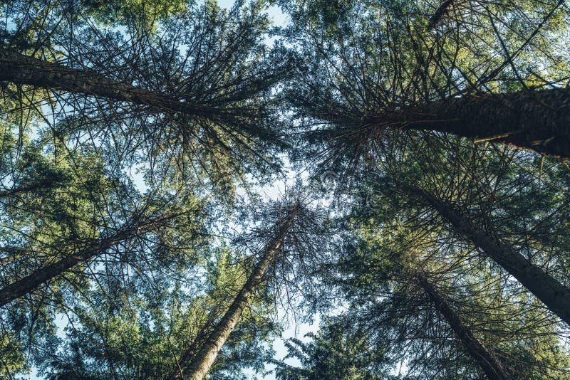 Forest Scenery of Spruce Trees, View from Below. Stock Photo - Image of ...