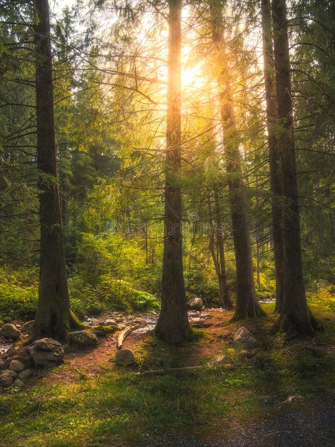 Forest Scenery with Sun Shining through the Trees Stock Image - Image ...