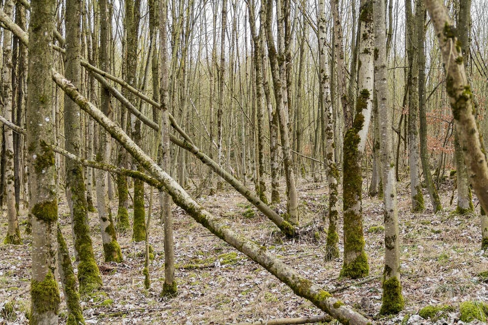 Forest scenery with trees stock photo. Image of leaf - 88104072