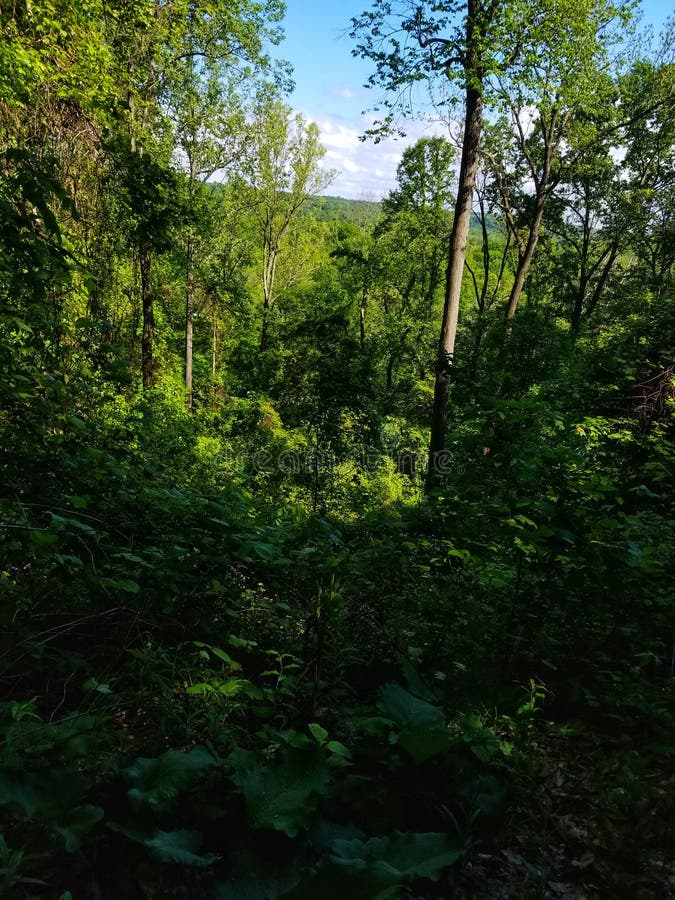 Scenic View of the Forest in the Cleveland Metroparks in Ohio Stock ...