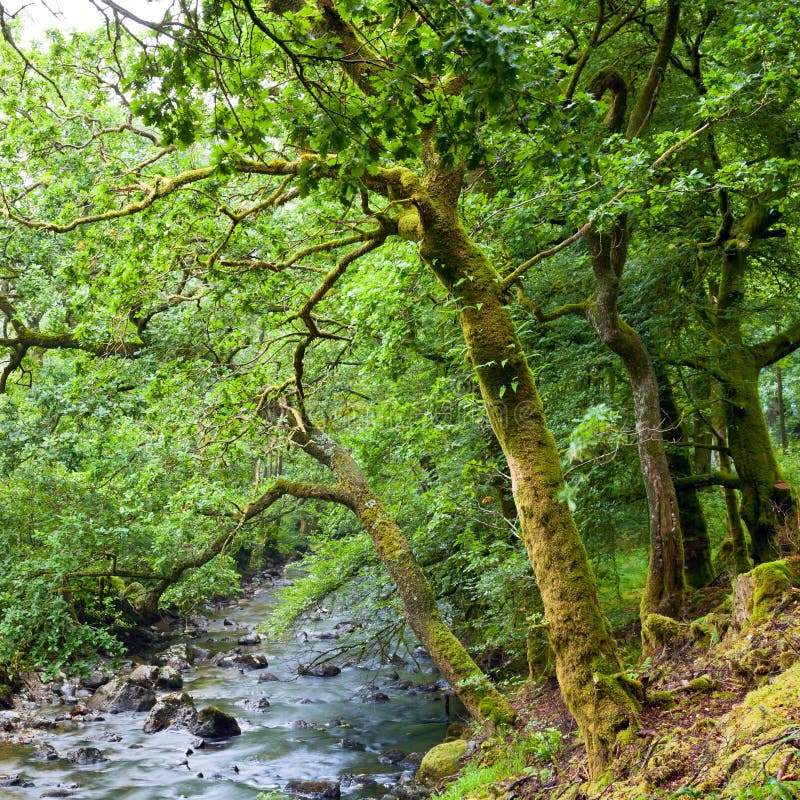 Forest in Scotland stock image. Image of landscape, environment - 27907327