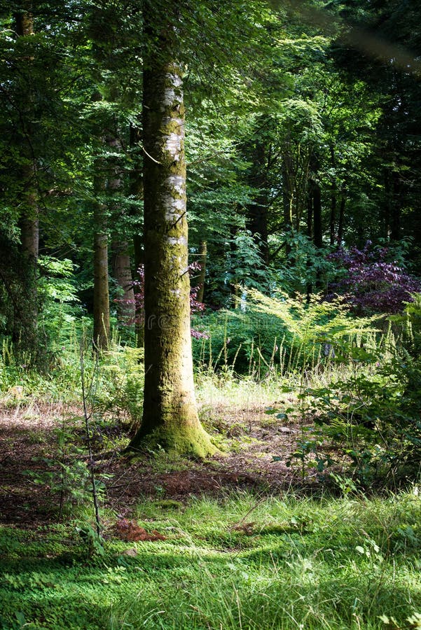 A forest in Scotland stock photo. Image of nature, undergrowth - 50192806
