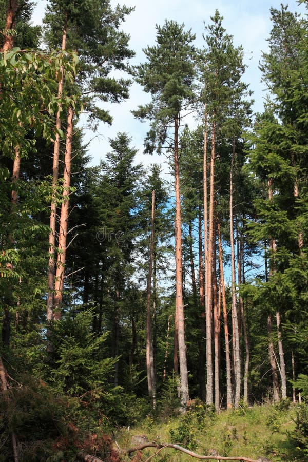 Forest of Scots Pine Tree, Pinus Sylvestris Stock Image - Image of bush ...