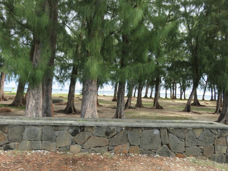 Beach forest stock image. Image of lakes, green, facing - 140319027